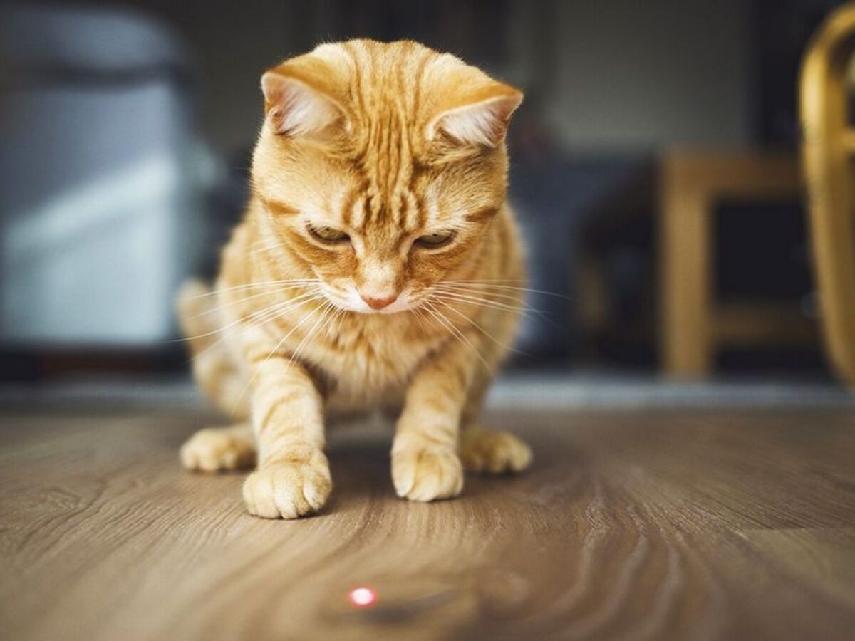 5+ Best Windows 10 Games for Cats to Play - Fire Geezer