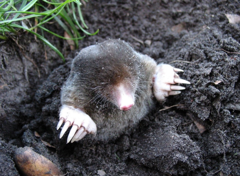 3 Pro Tips for Trapping Ground Moles - Fire Geezer